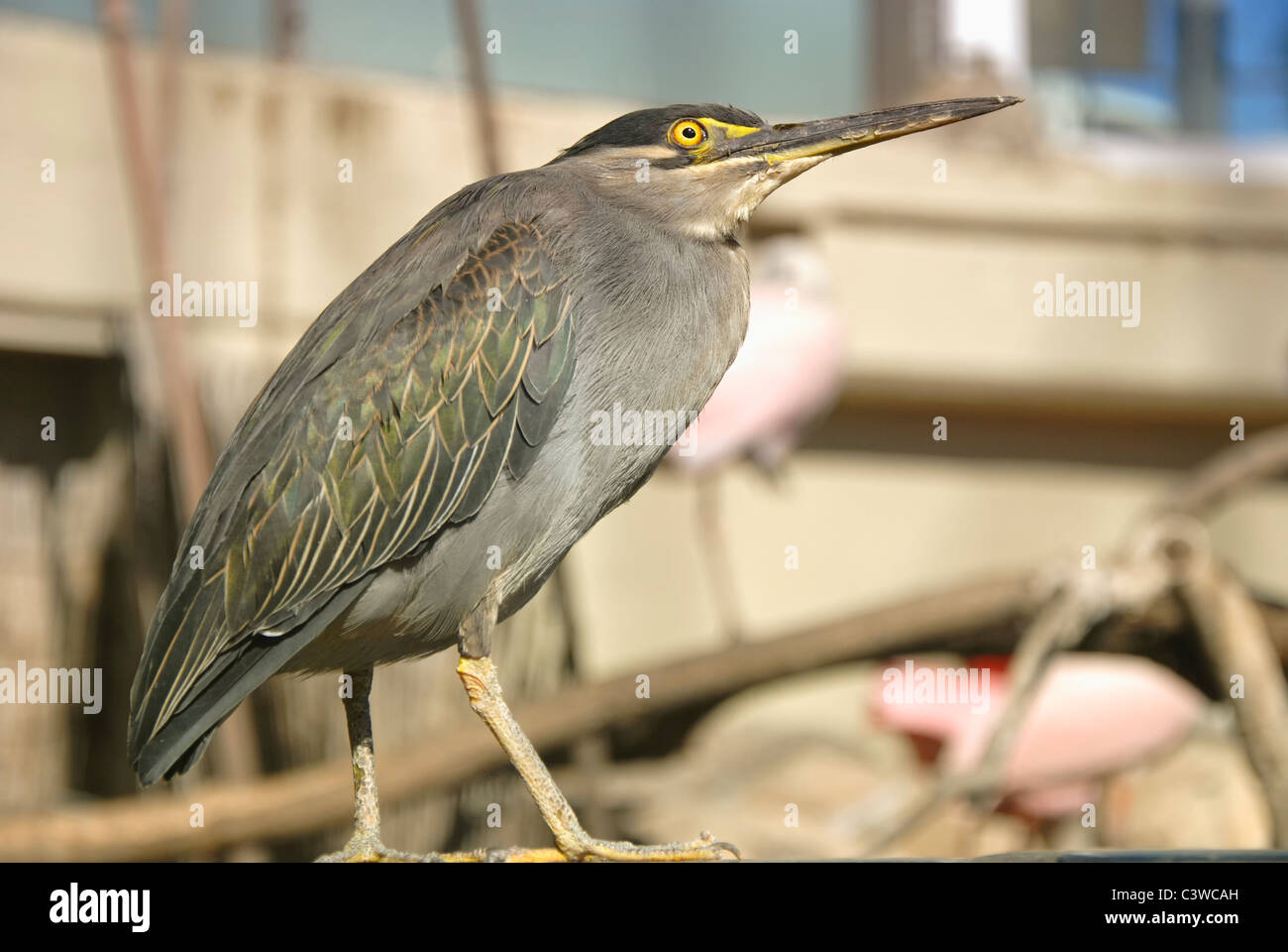 Bird, Grey Heron Ardea cinerea (family Ardeidae), Egrets, Bitterns ...