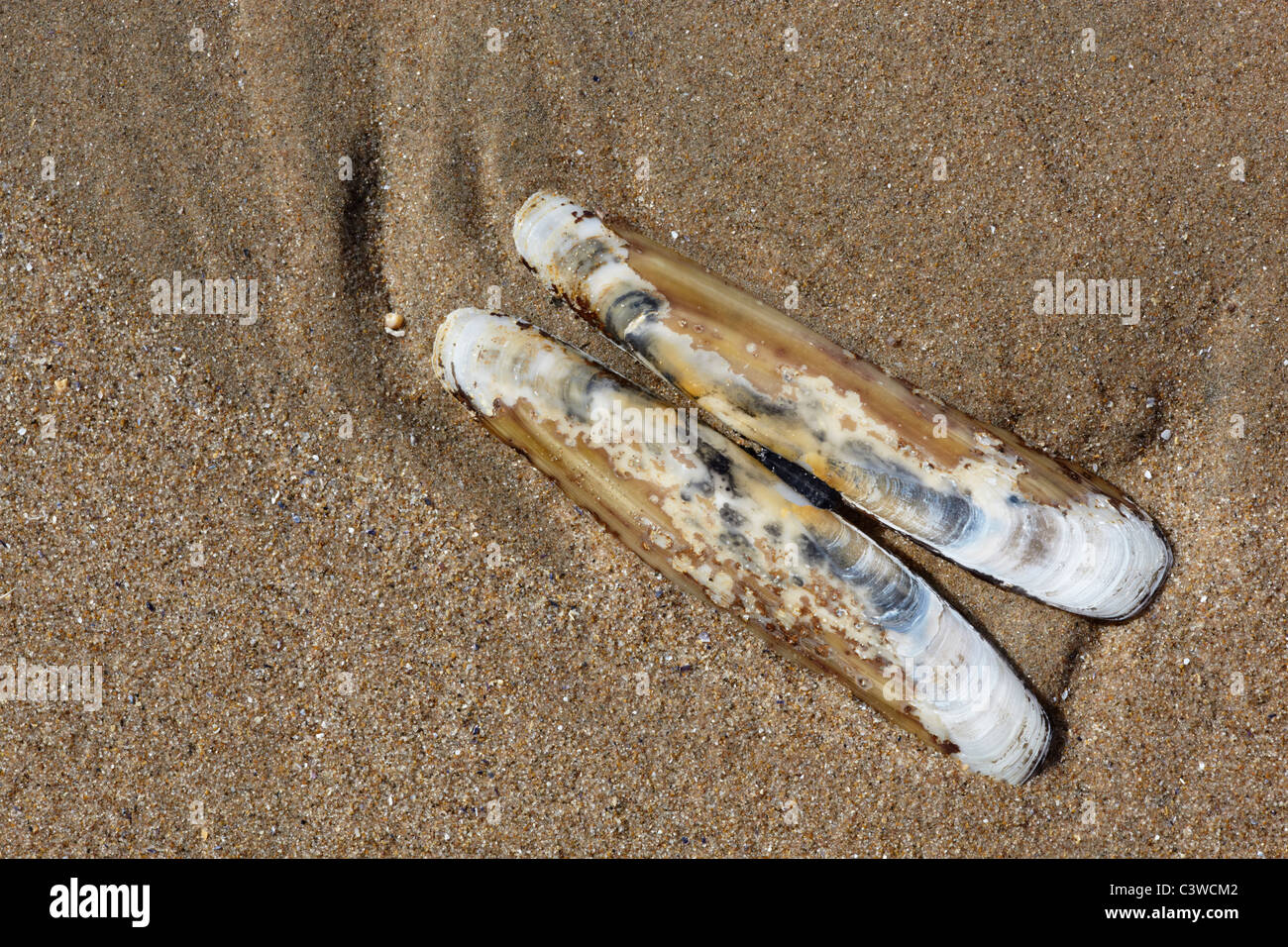 Razor Shell On Sand Beach High Resolution Stock Photography and Images ...