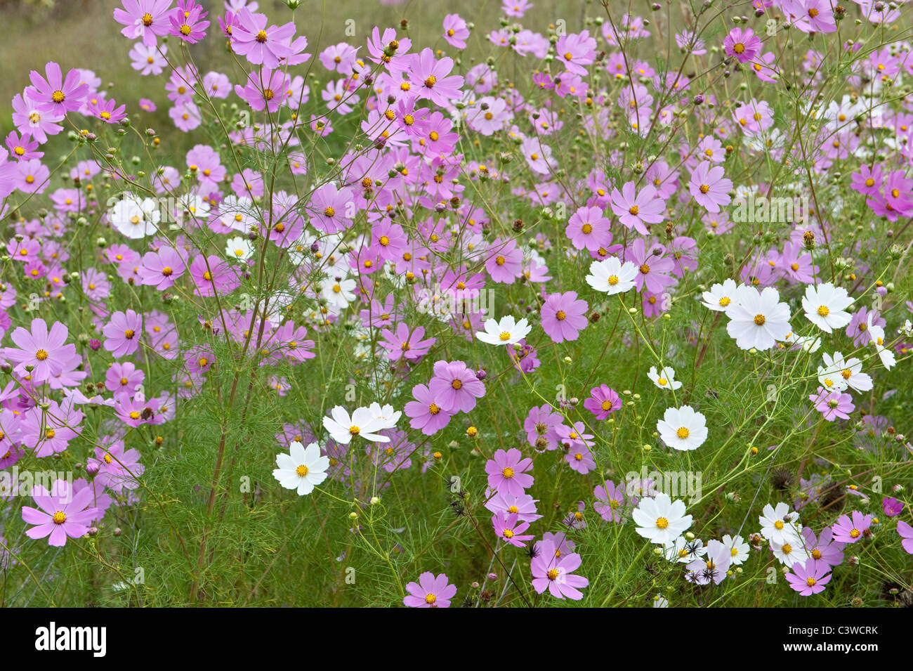 Garden cosmos or Mexican aster (Cosmos bipinnatus) flowers on the ...