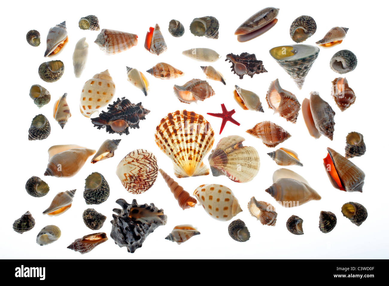 Clam shell image Cut Out Stock Images & Pictures - Alamy