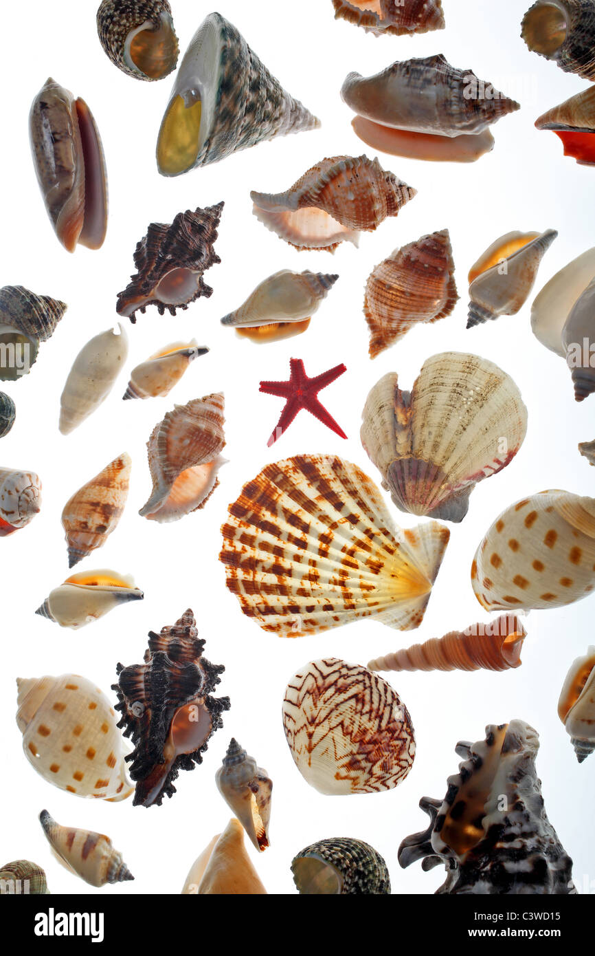 Image white sea shell Cut Out Stock Images & Pictures - Alamy