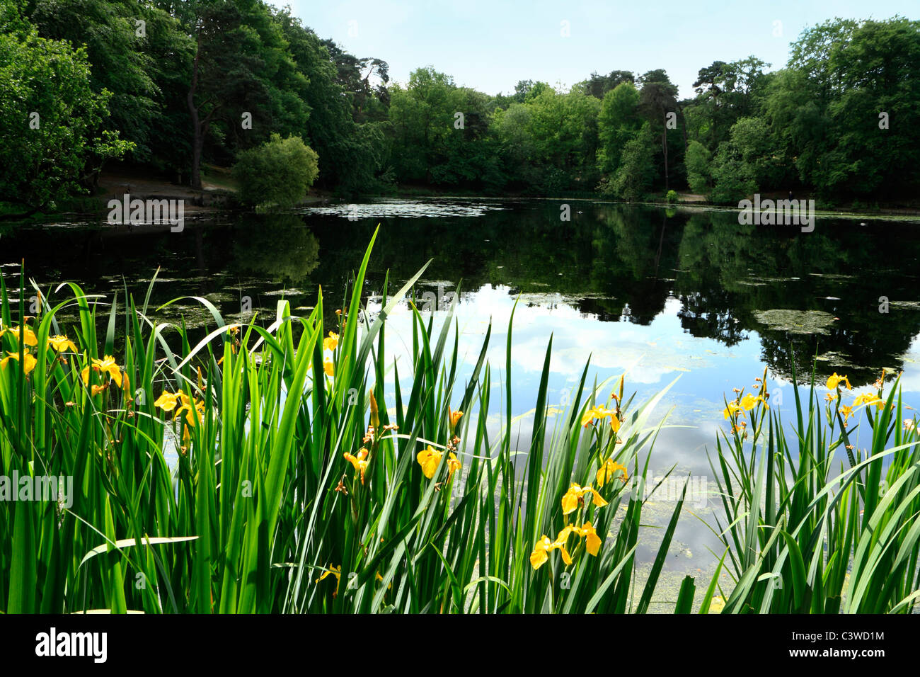 Keston Ponds, Bromley, Kent, UK Stock Photo - Alamy