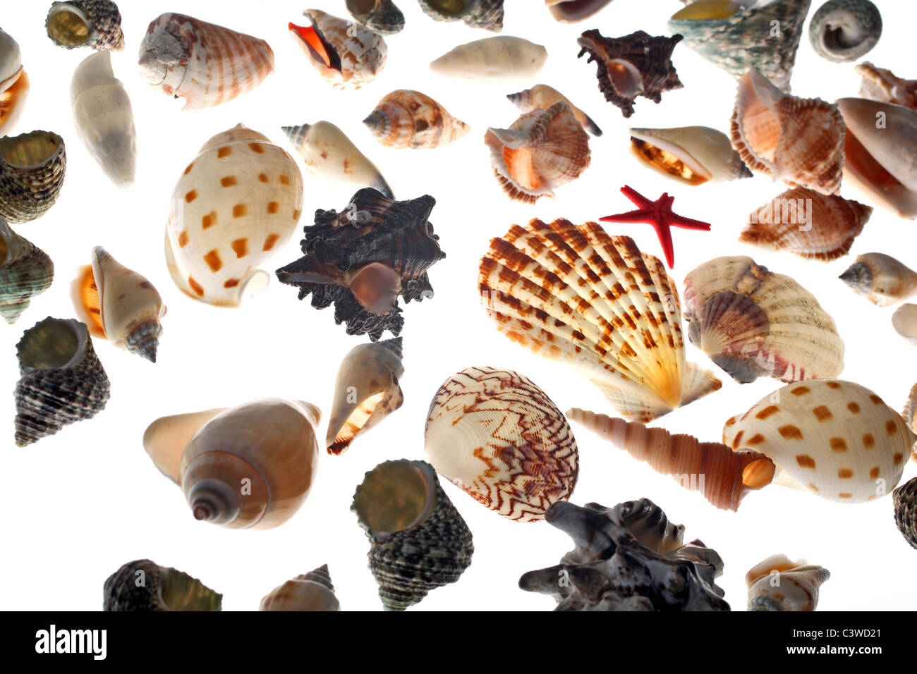 Separate fish shape hi-res stock photography and images - Alamy