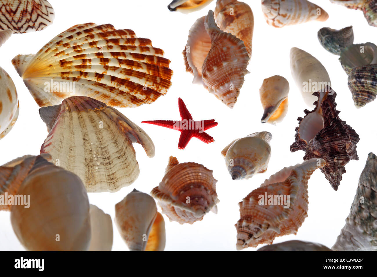 Clam shell image Cut Out Stock Images & Pictures - Alamy