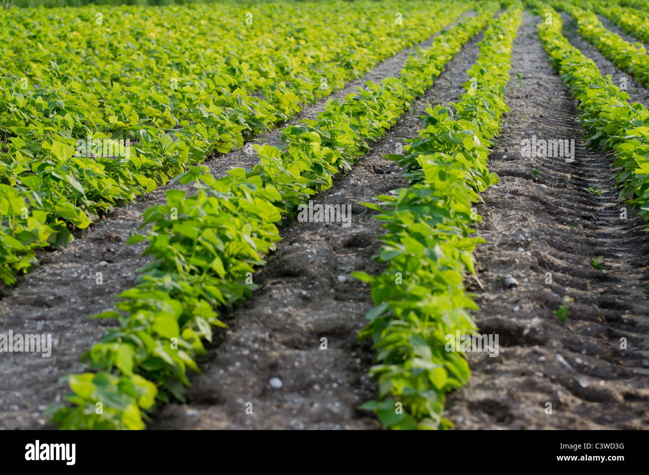 Green beans plants aligned in rows Stock Photo - Alamy