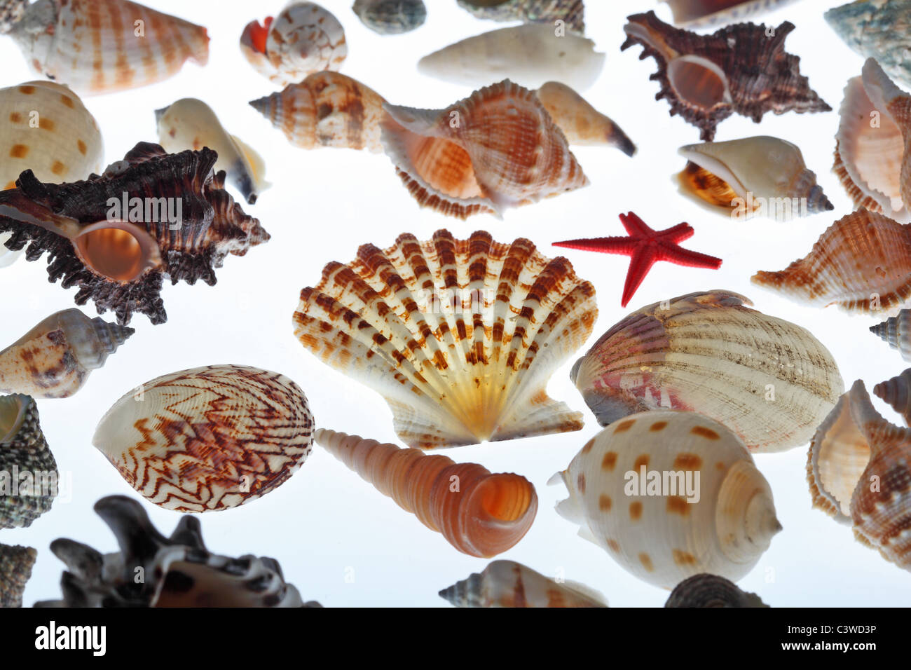 Clam shell image Cut Out Stock Images & Pictures - Alamy