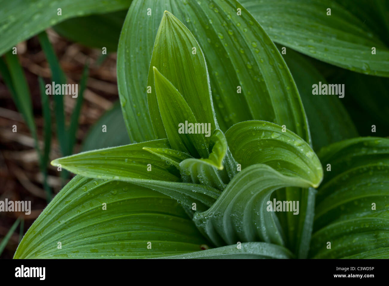 Corn lily hi-res stock photography and images - Alamy
