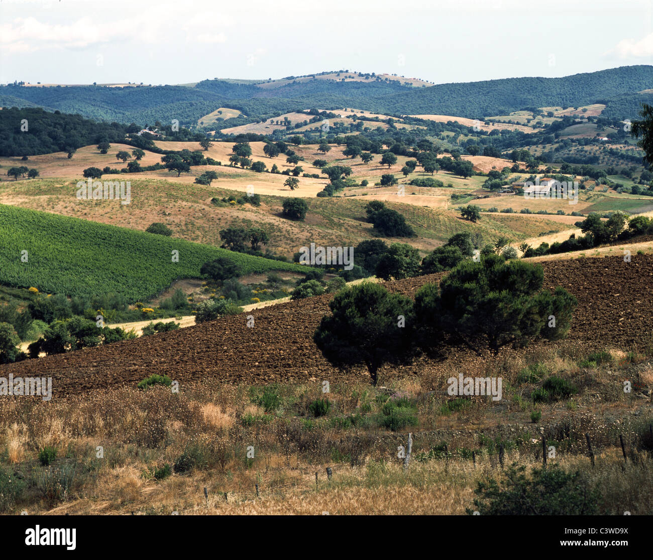 Hilly Tuscan landscape with small fields, vineyards and forests, Tuscan ...