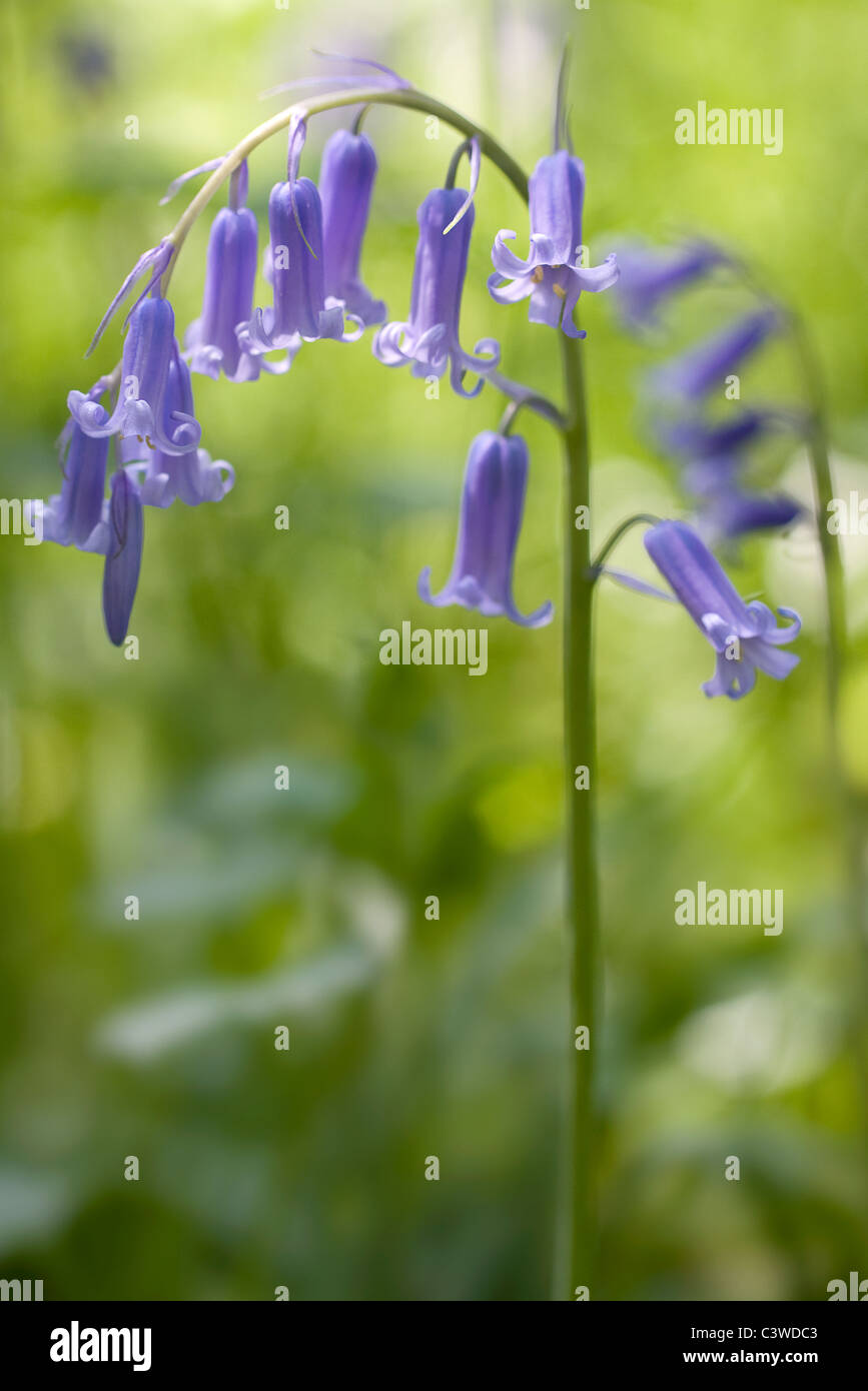 English bluebells in hedgerow hi-res stock photography and images - Alamy