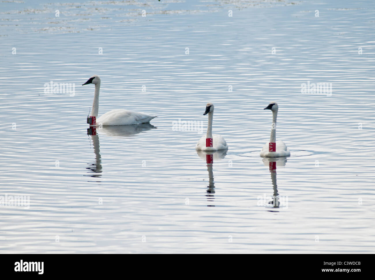 Trumpeter swans montana hi-res stock photography and images - Alamy