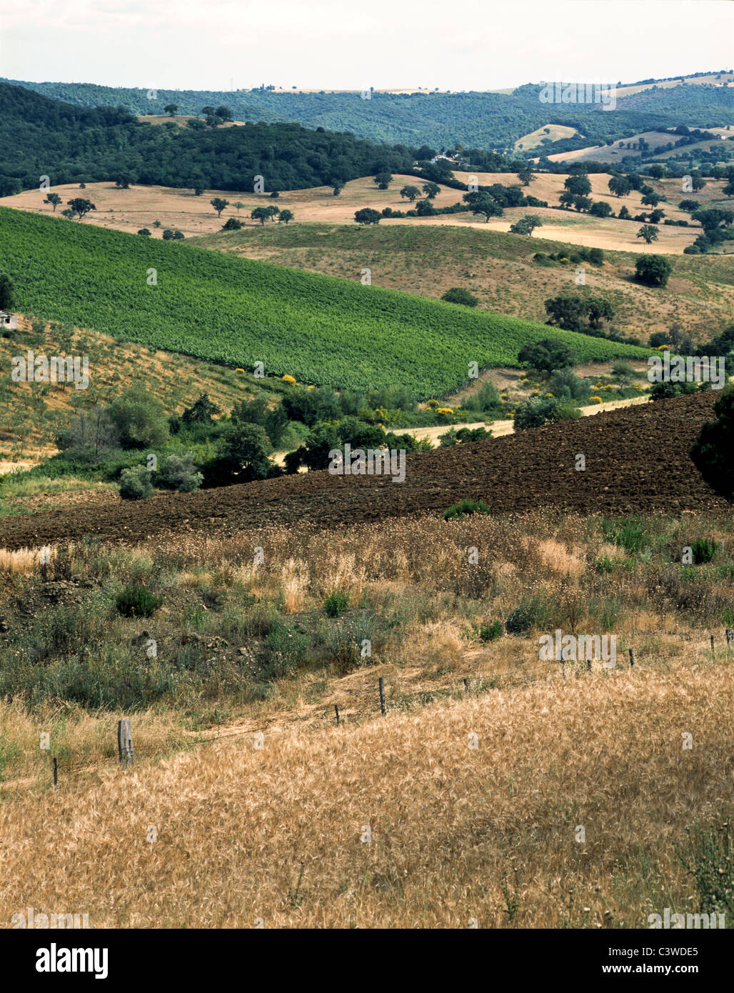 Hilly Tuscan landscape with small fields, vineyards and forests, Tuscan ...