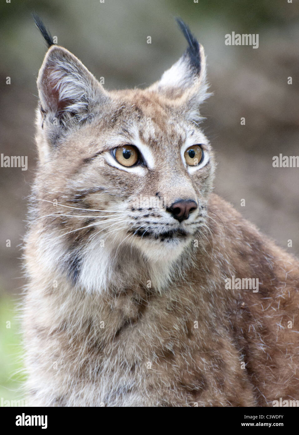 Lynx lynx sweden hi-res stock photography and images - Alamy