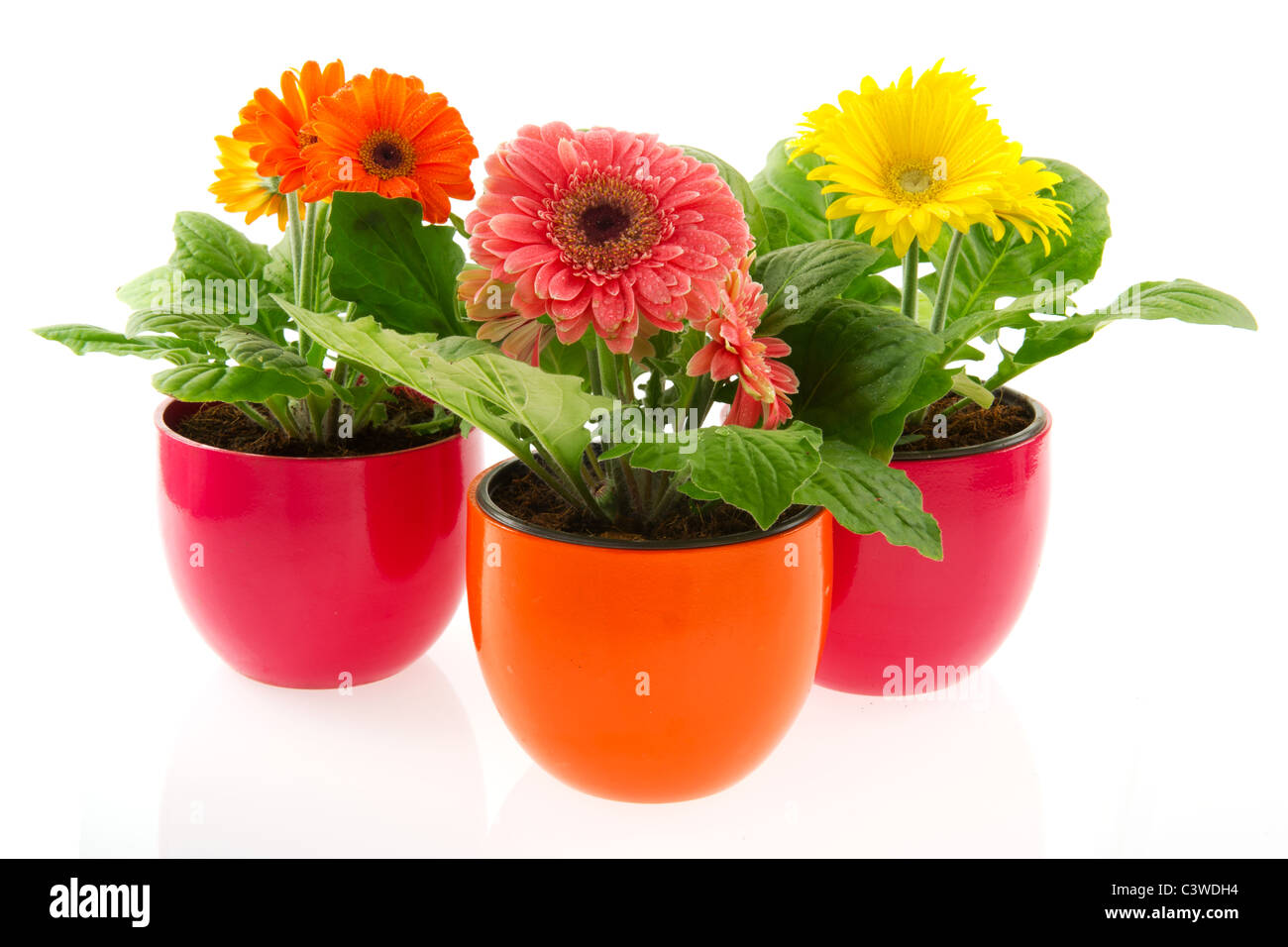 Colorful Gerber plants in row pots isolated over white Stock Photo - Alamy