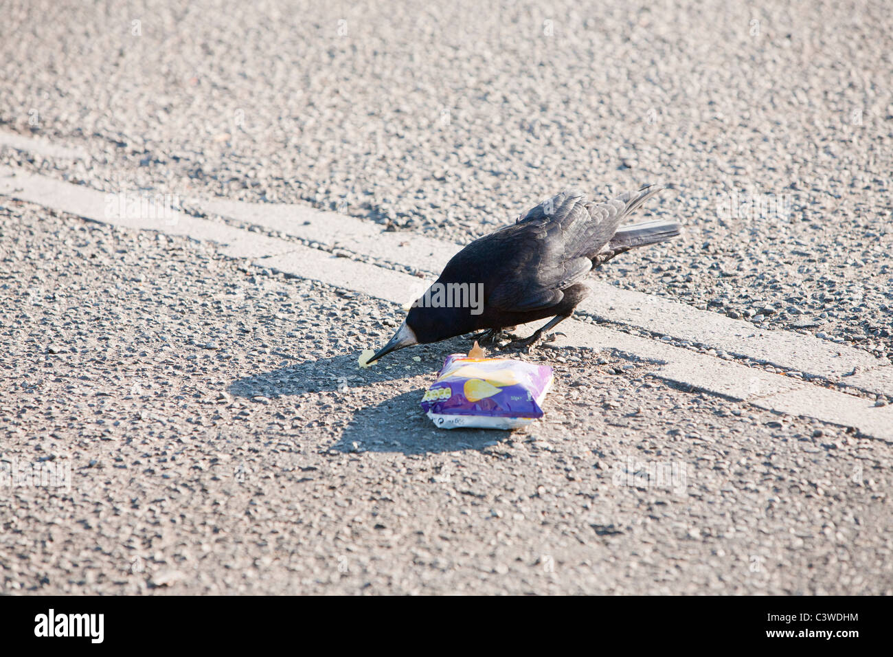 A Rook (Corvus frugilegus) feeding on a packet of crisps in a motorway ...