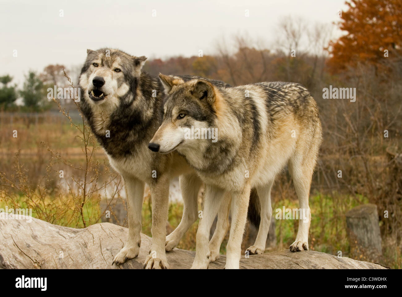 You Distract Him, I'll Grab the Camera--Gray Wolves (Canis lupus Stock ...