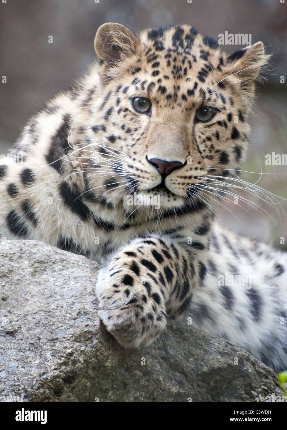 Male Amur leopard peering intently at camera Stock Photo - Alamy