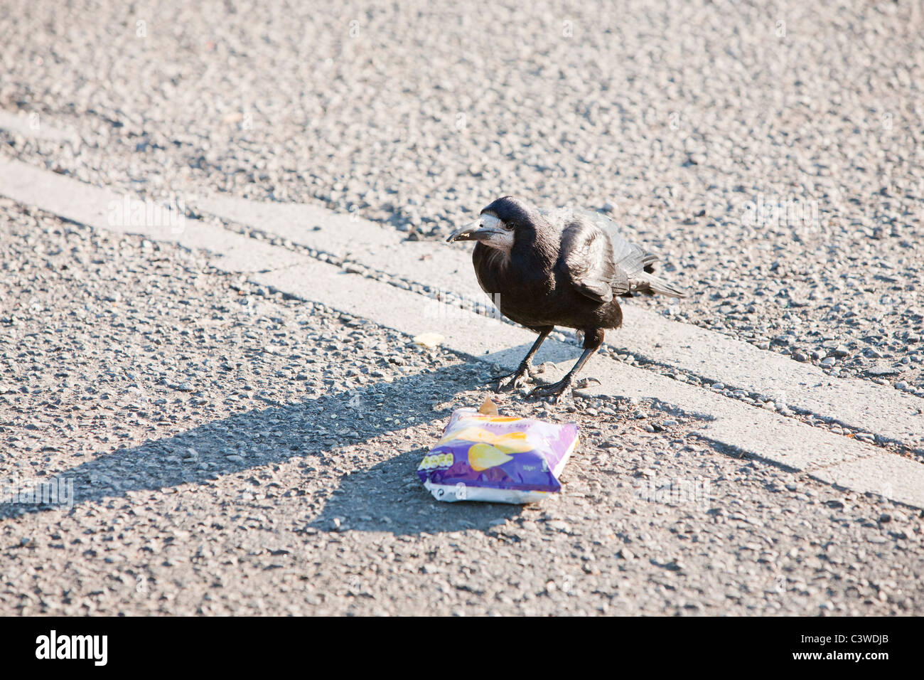 A Rook (Corvus frugilegus) feeding on a packet of crisps in a motorway ...
