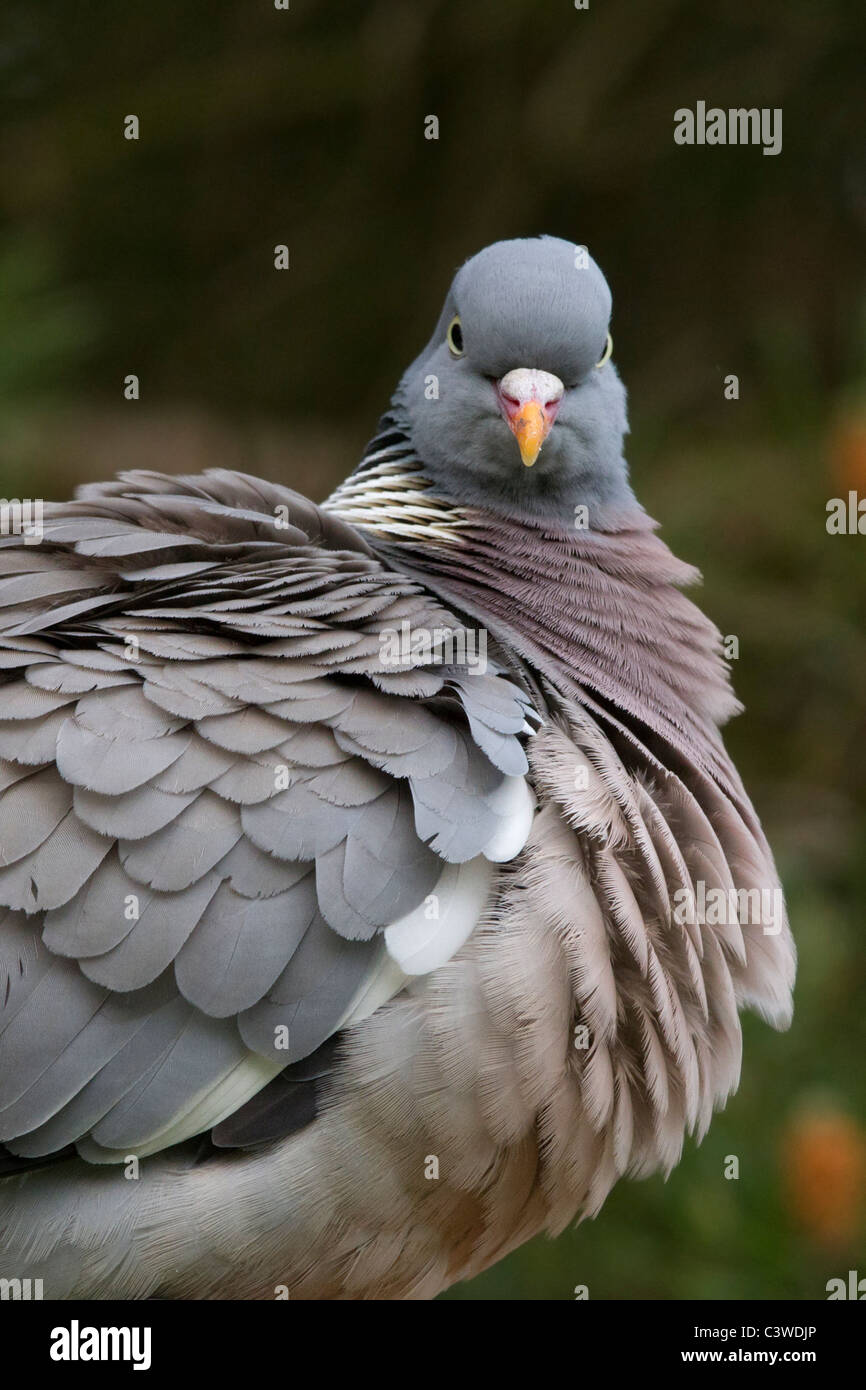 Woodpigeon detail hi-res stock photography and images - Alamy