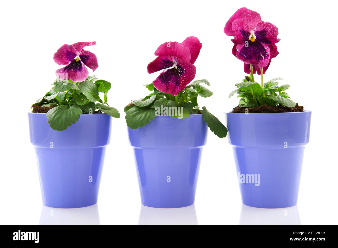Three Pansy Violets in red isolated over white Stock Photo - Alamy