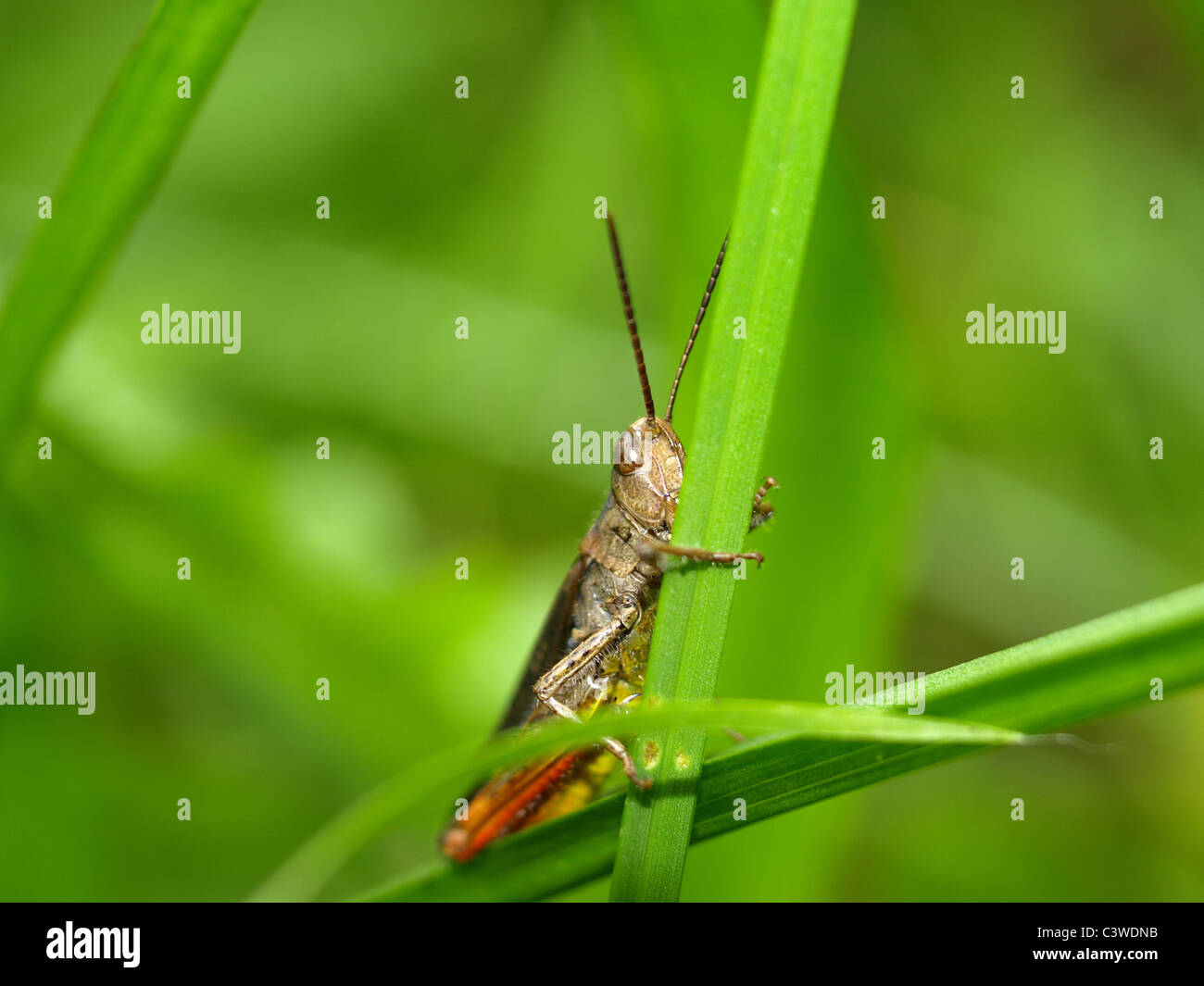 grasshopper in green nature or in the garden Stock Photo - Alamy