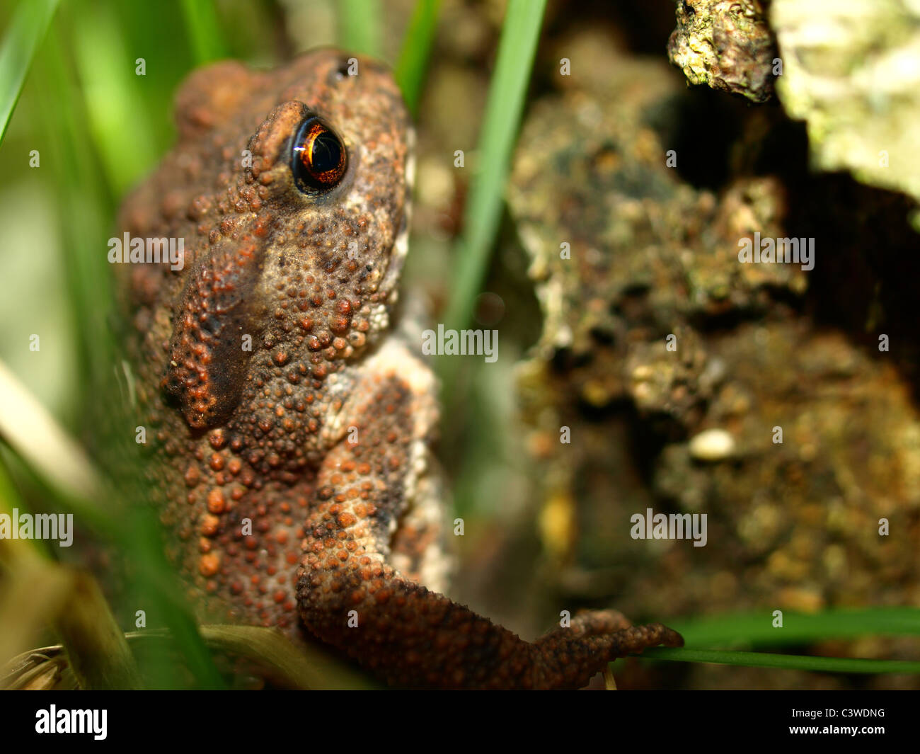 Little frog, macro Stock Photo - Alamy