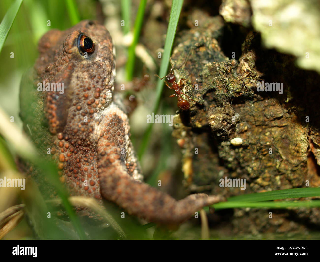 Little frog, macro Stock Photo - Alamy