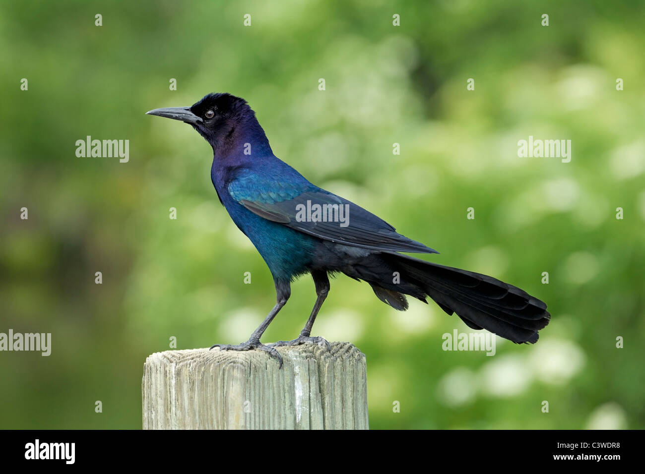 Florida common grackle hi-res stock photography and images - Alamy
