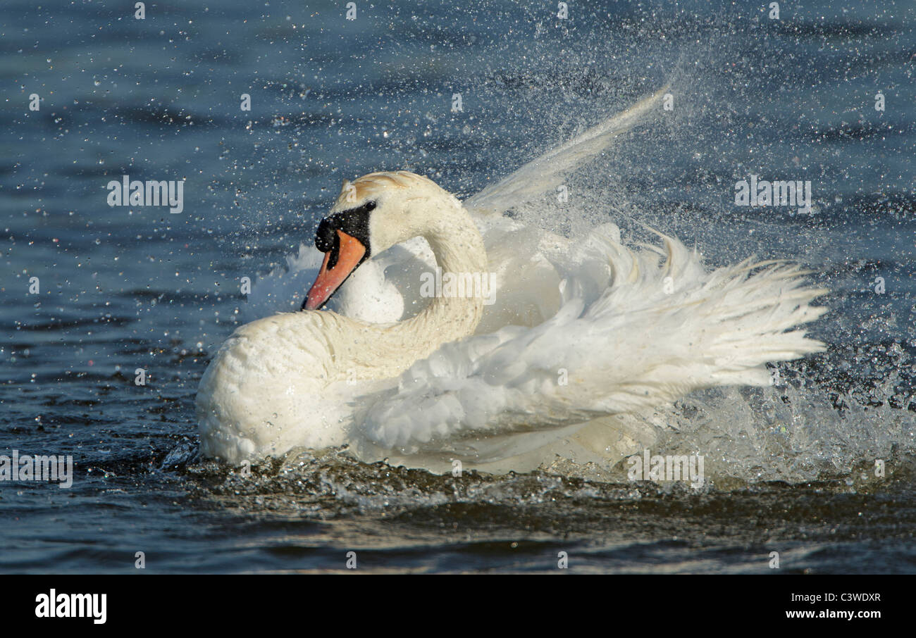 Mute swan washing at Abbotsbury swannery Stock Photo - Alamy