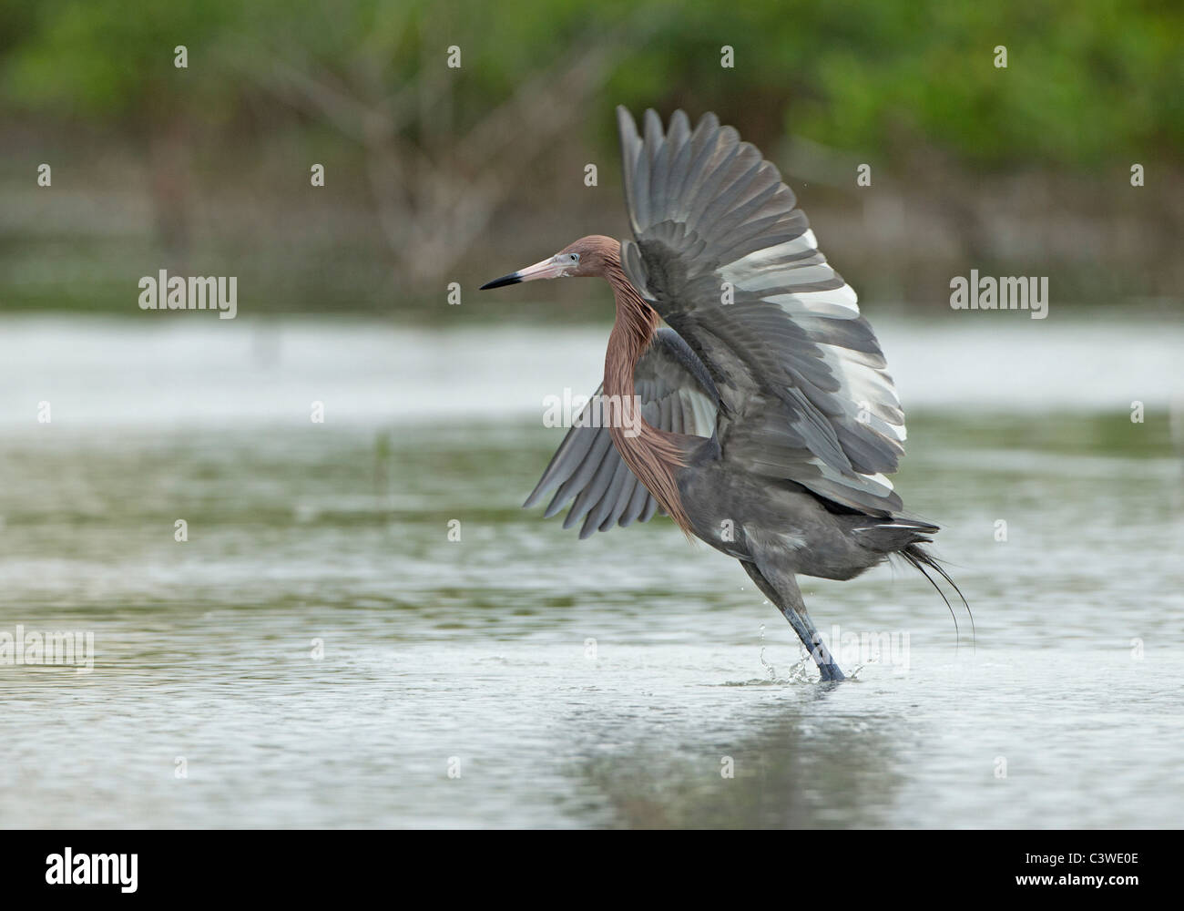 Reddish fishing in Estero Lagoon Florida Stock Photo - Alamy