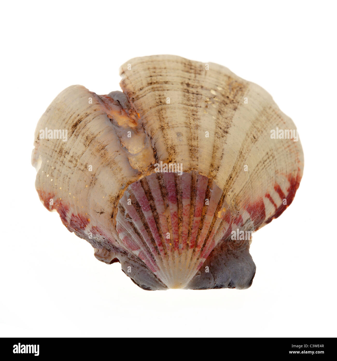 Sea life wildlife Cut Out Stock Images & Pictures - Alamy