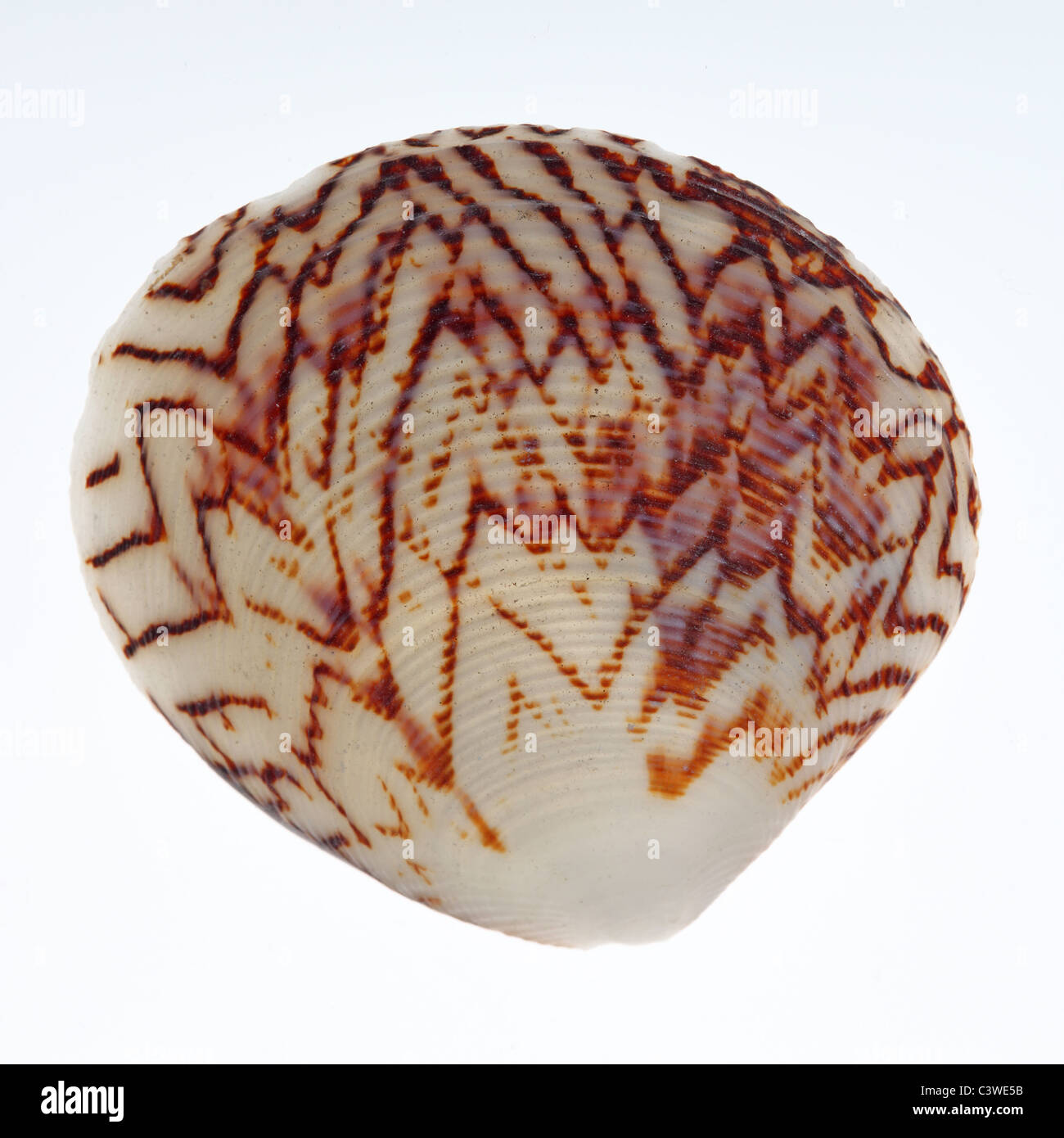 Seashell sea shell beach sand Cut Out Stock Images & Pictures - Alamy