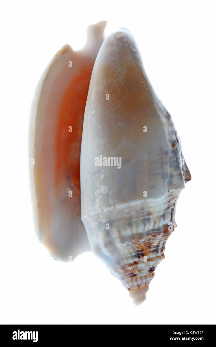 Clam shell image Cut Out Stock Images & Pictures - Alamy