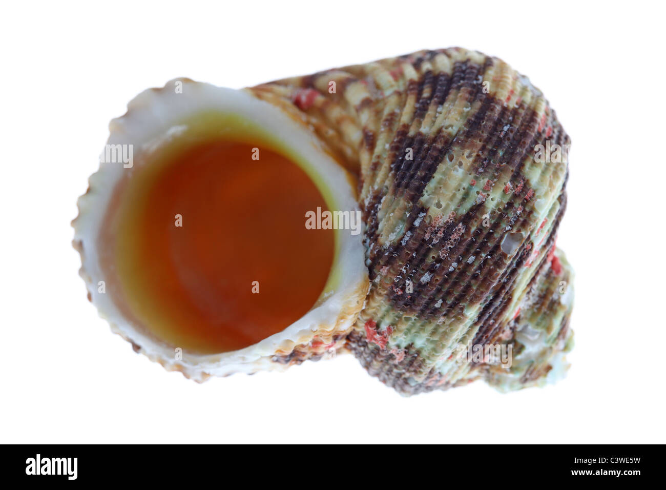 Clam shell image Cut Out Stock Images & Pictures - Alamy