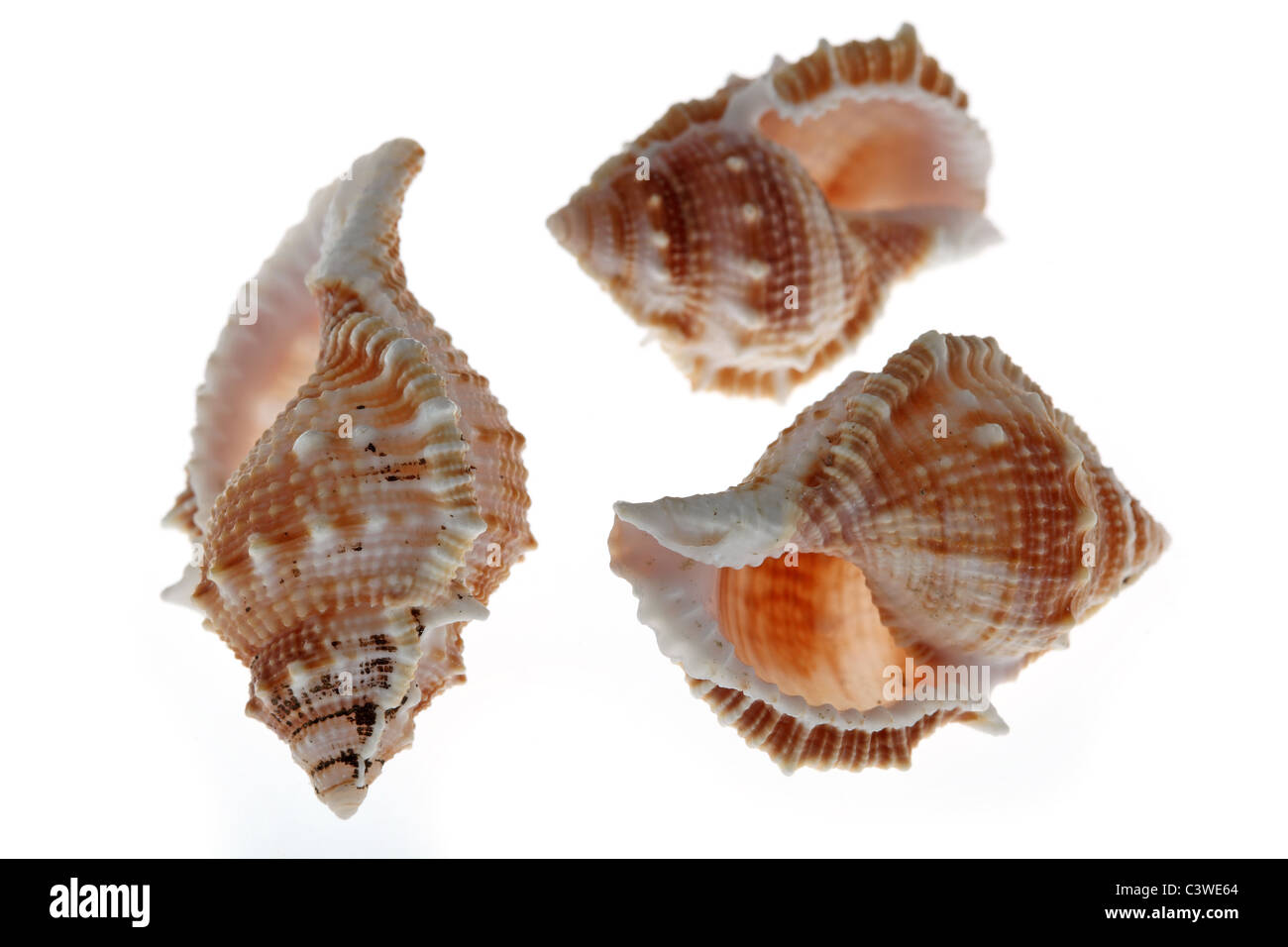 Separate fish shape hi-res stock photography and images - Alamy