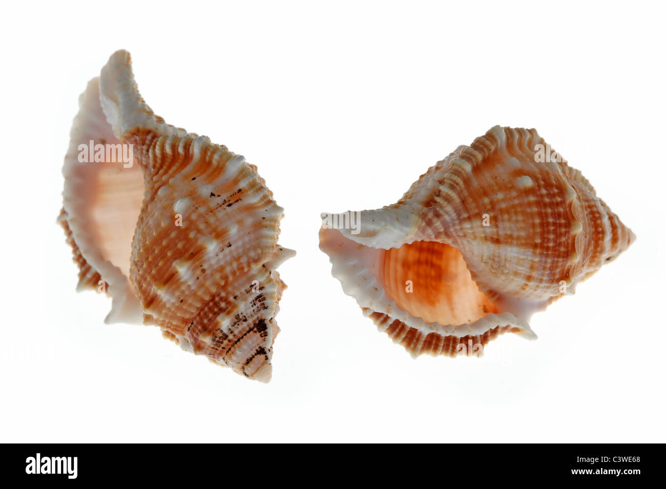 Clam shell image Cut Out Stock Images & Pictures - Alamy