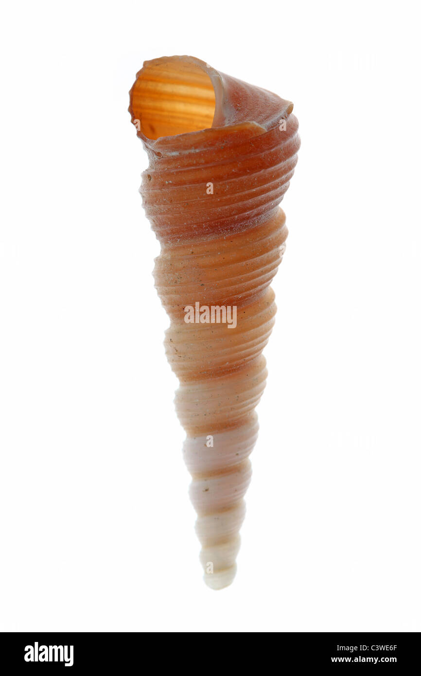 Spiral shell shells sea still life hi-res stock photography and images ...