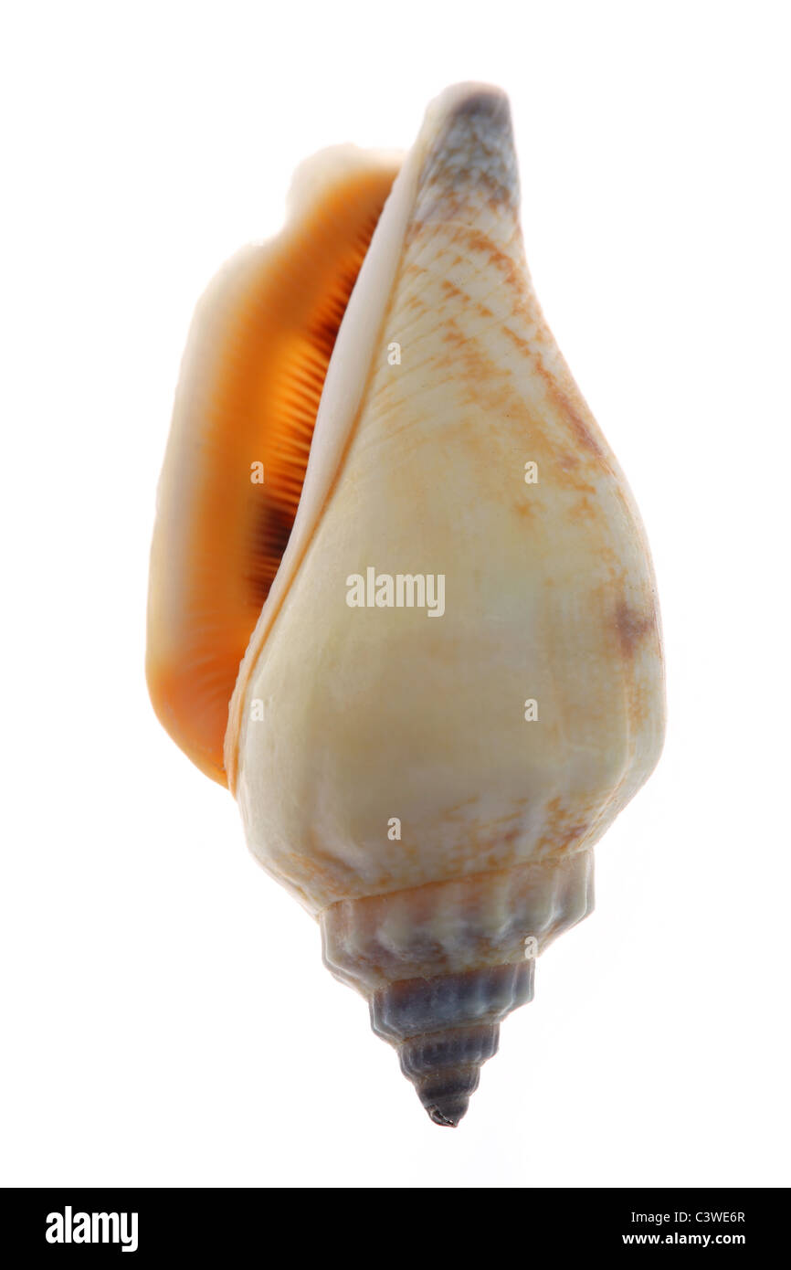 Still life seashell Cut Out Stock Images & Pictures - Alamy