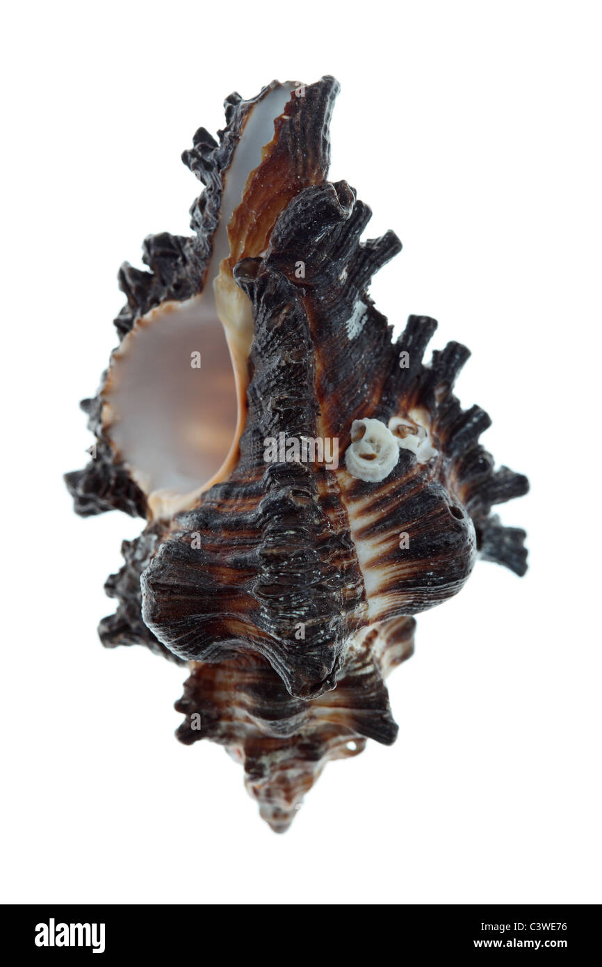 Clam shell image Cut Out Stock Images & Pictures - Alamy