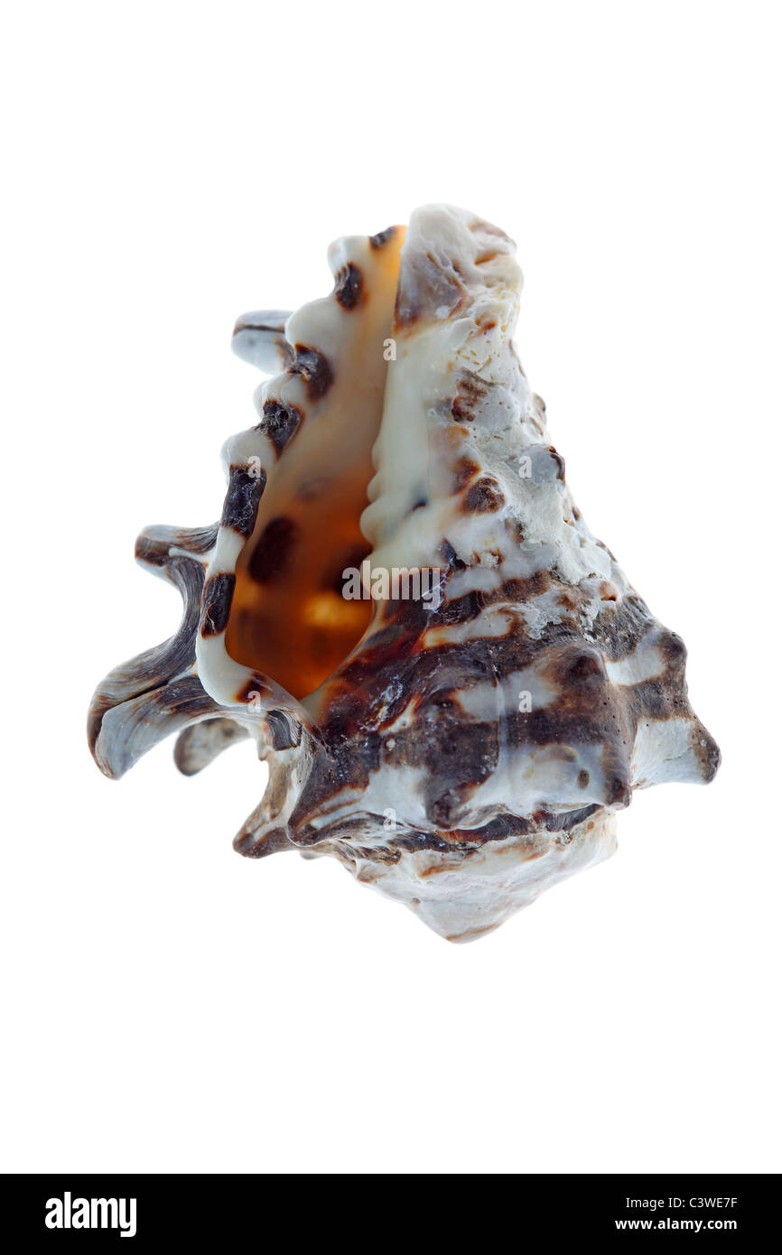Still life seashell Cut Out Stock Images & Pictures - Alamy