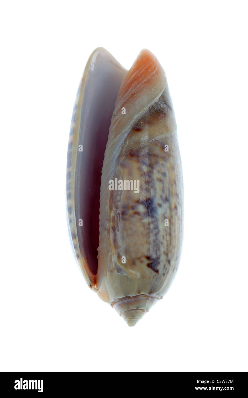 Seashell fish hi-res stock photography and images - Alamy