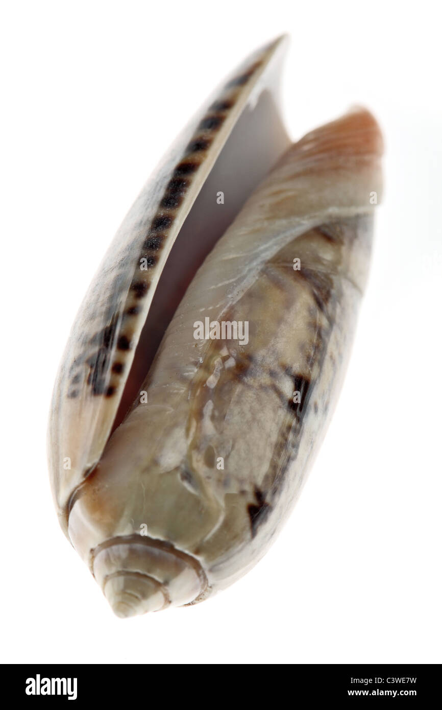 Clam shell image Cut Out Stock Images & Pictures - Alamy
