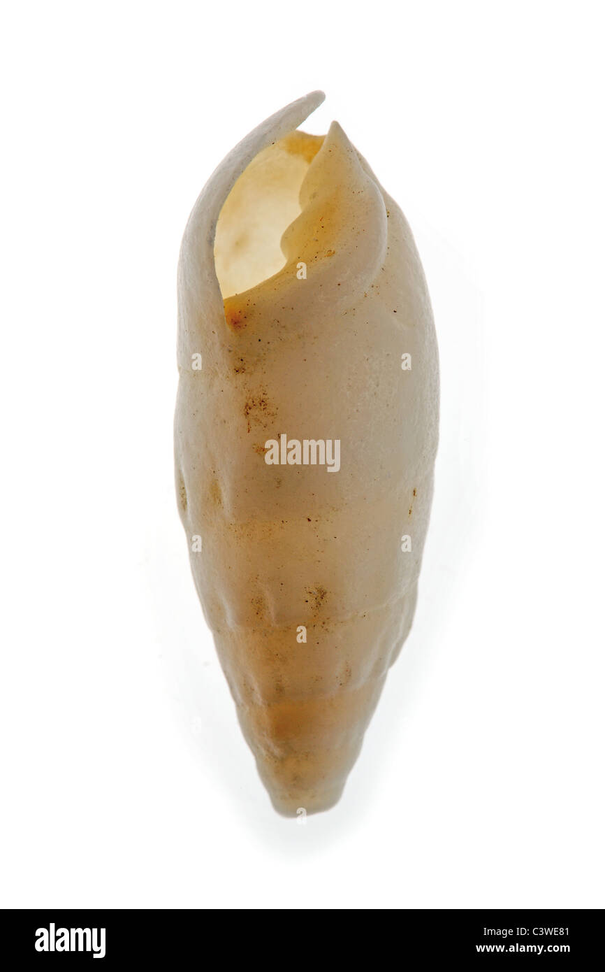 Clam shell image Cut Out Stock Images & Pictures - Alamy