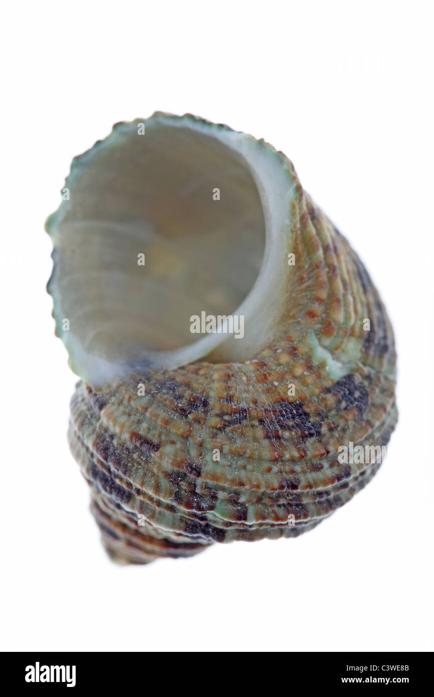 Seashell summer Cut Out Stock Images & Pictures - Alamy