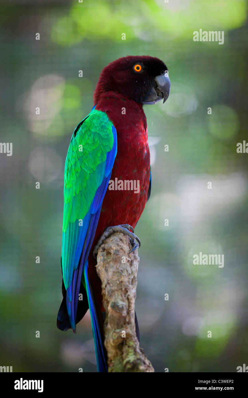 Red-Breasted Musk Parrot, Prosopeia tabuensis taviunesis, Kaka, Kula ...