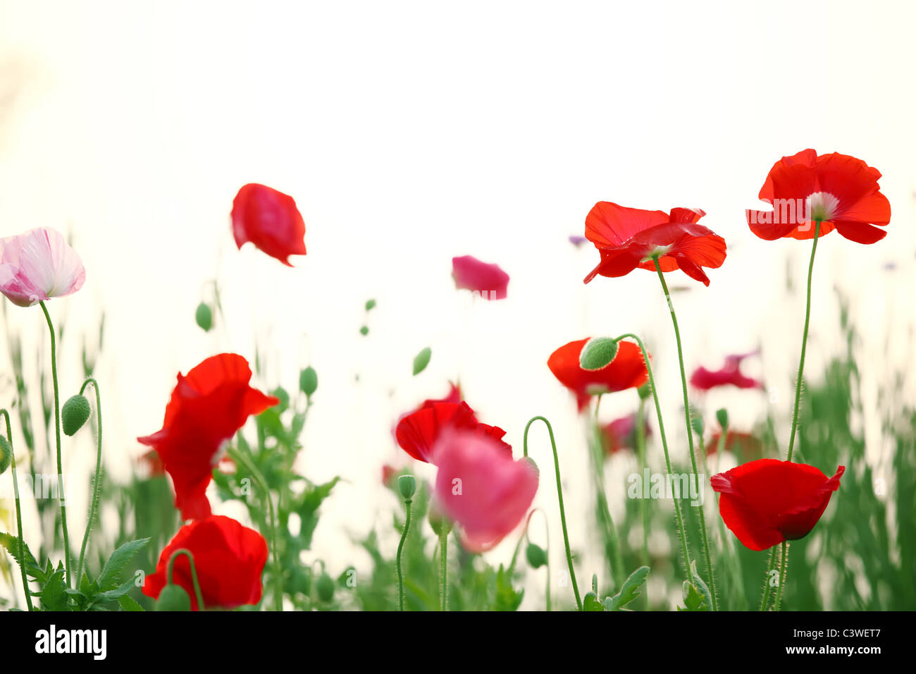 Corn field red poppy hi-res stock photography and images - Alamy
