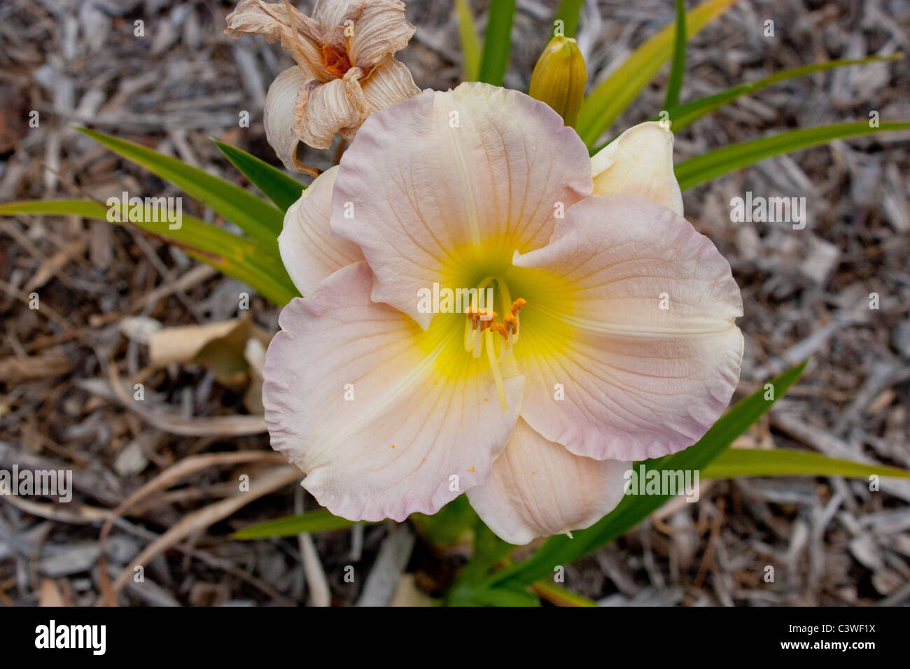 Daylily cultivation hi-res stock photography and images - Alamy