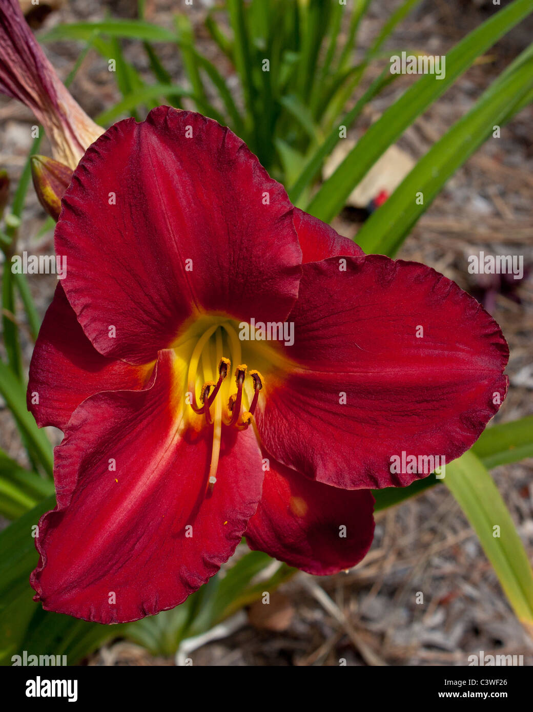 Bloomed daylily hi-res stock photography and images - Alamy