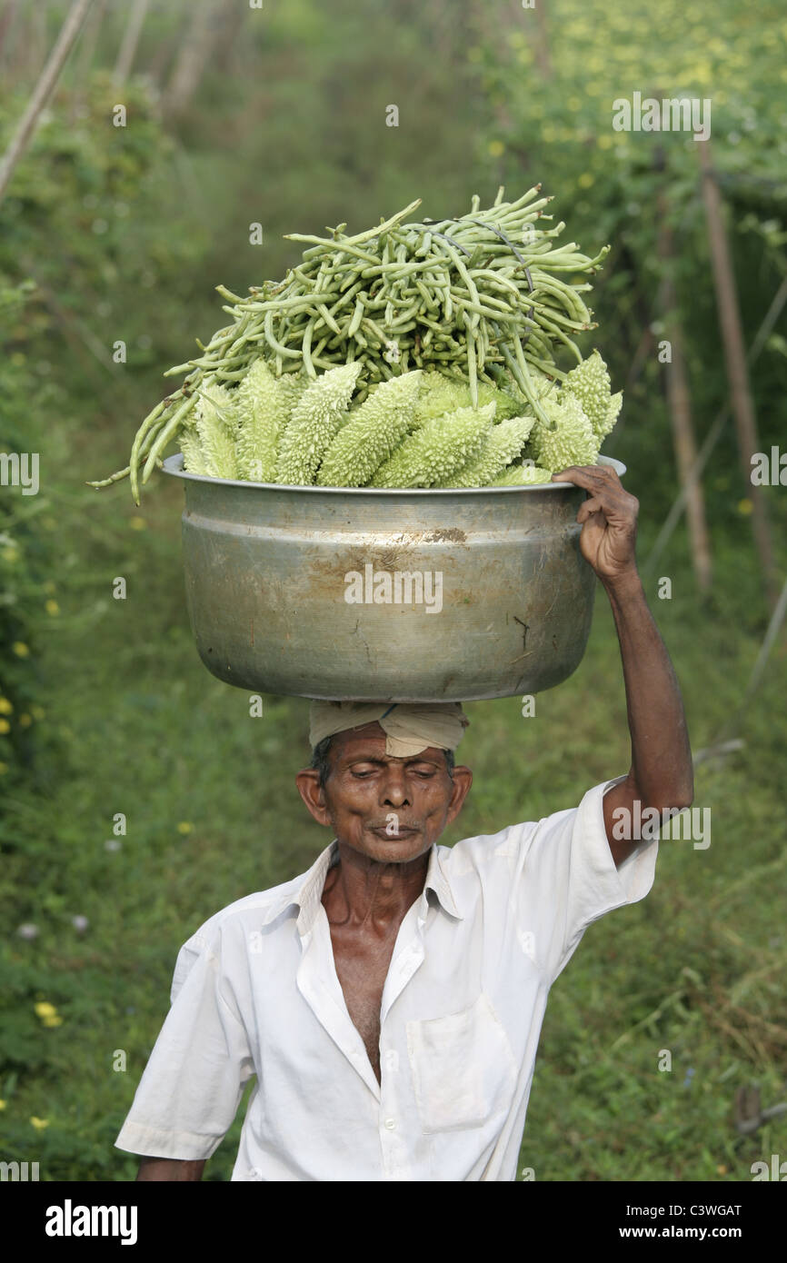 farmer carrying vegtables Stock Photo - Alamy