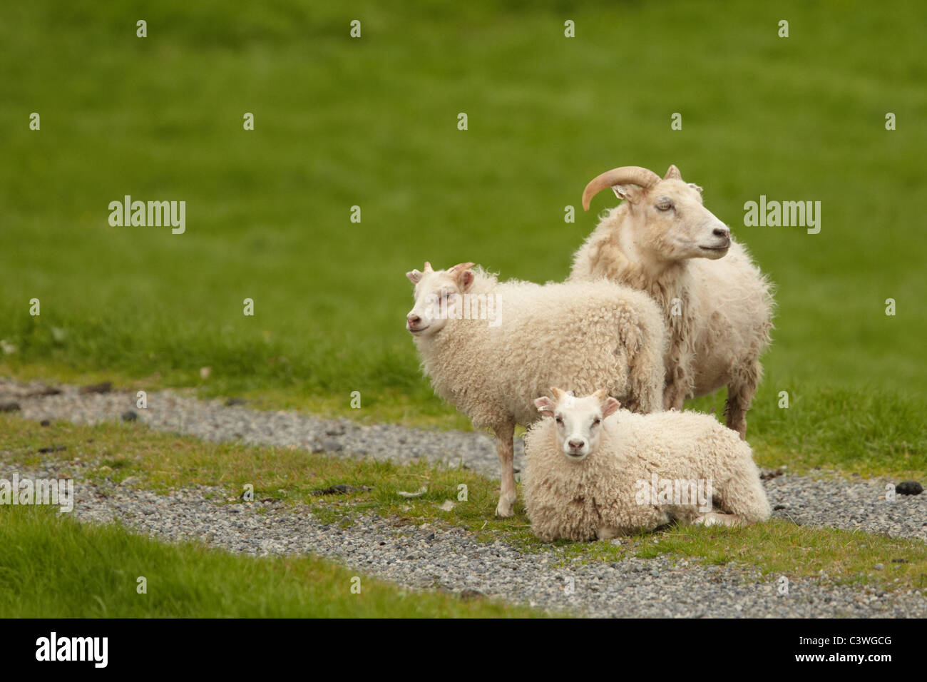 Three sheep on Iceland Stock Photo - Alamy
