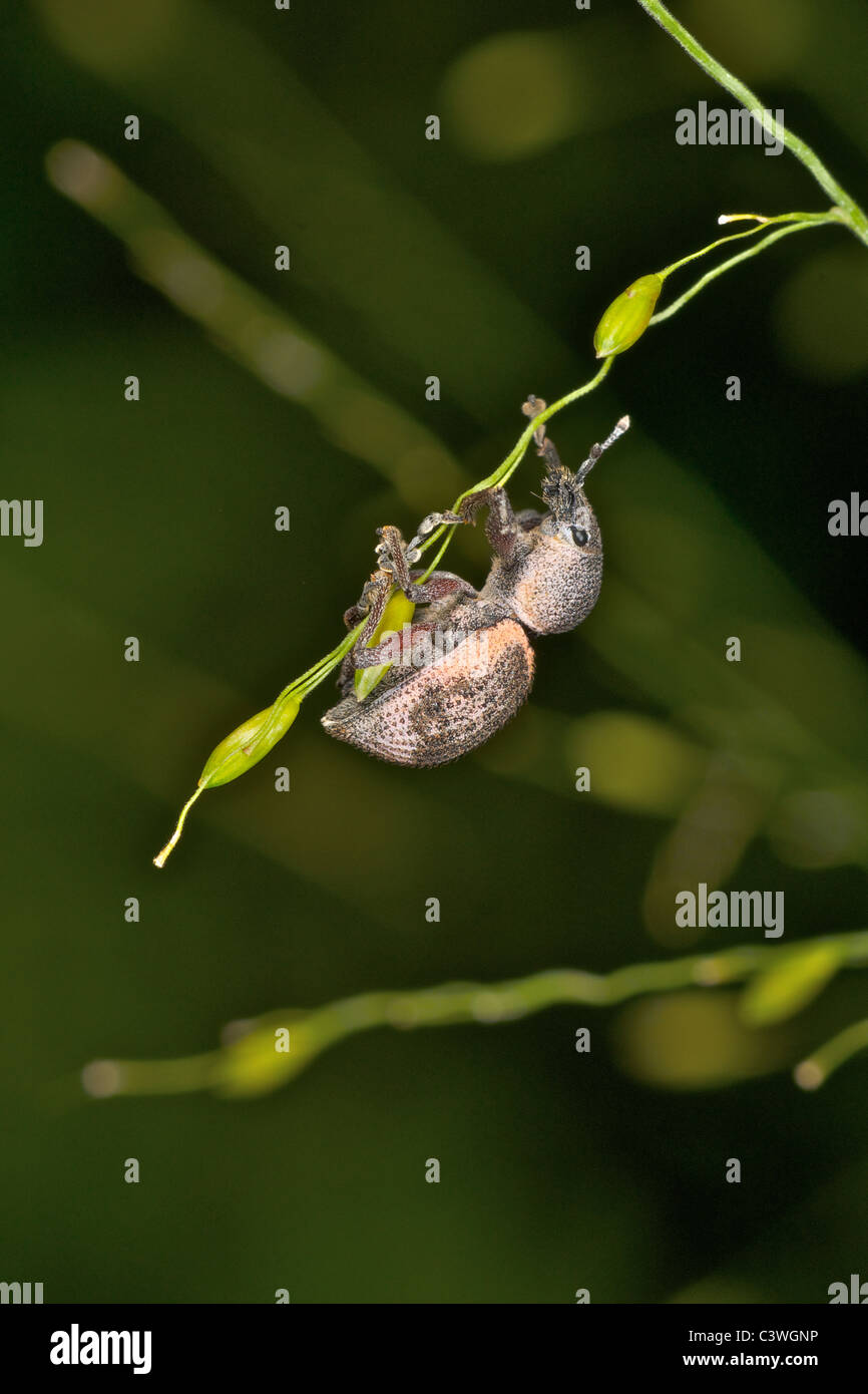 Curculionidae sp. beetles in Huai Kha Kaeng Wildlife Sanctuary ...